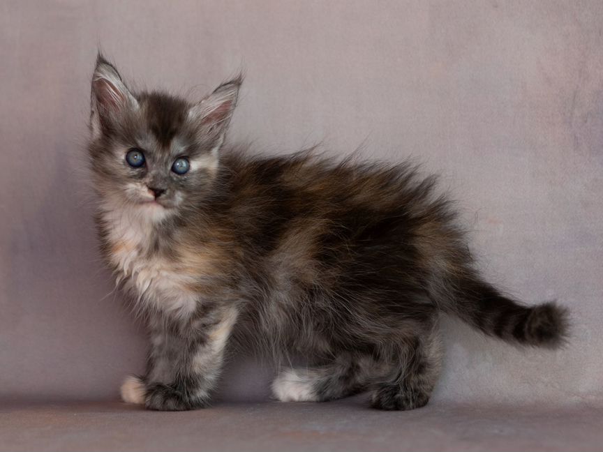 Девочка Мейн-Кун, дымная черепаха