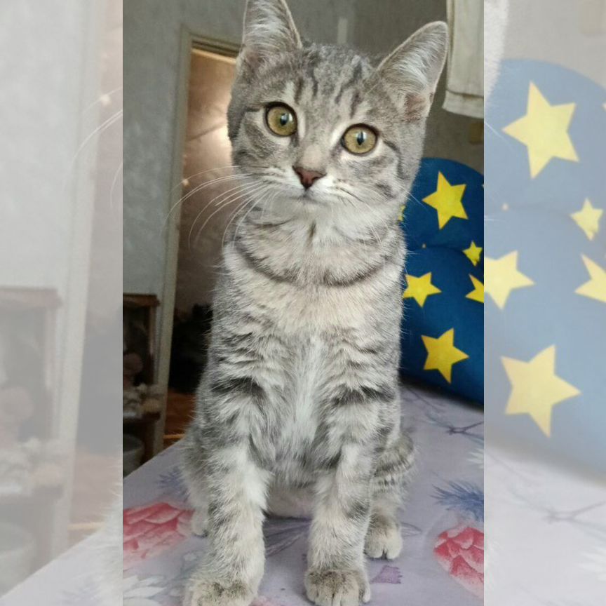 Котёнок в добрые руки