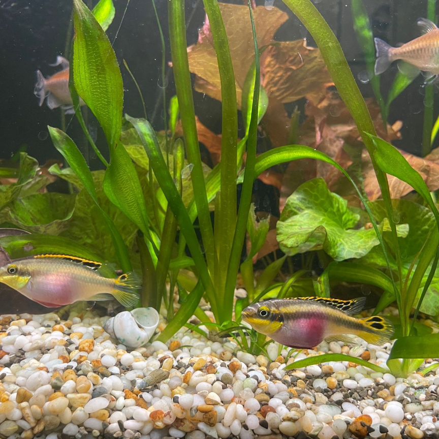 Пельвикохромис пульхера