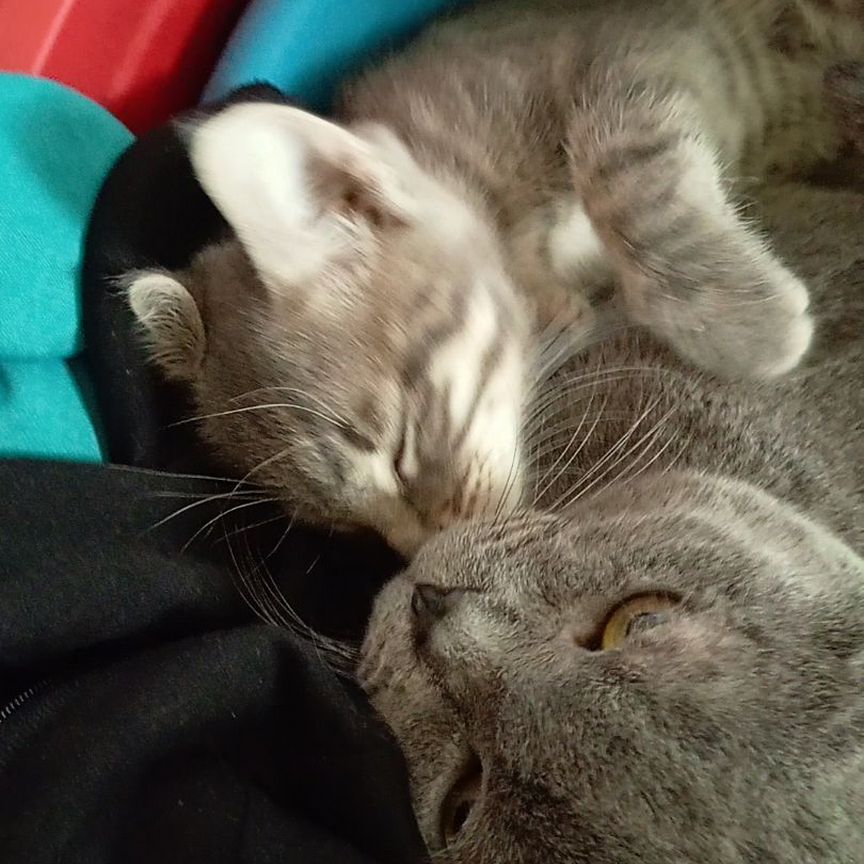 Домашние животные кошки