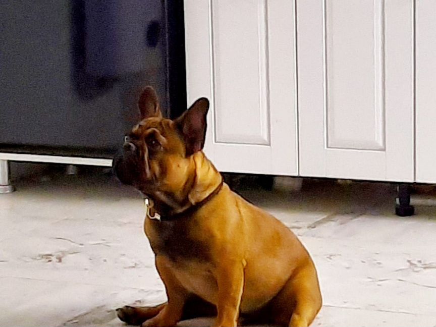 Французский бульдог мини