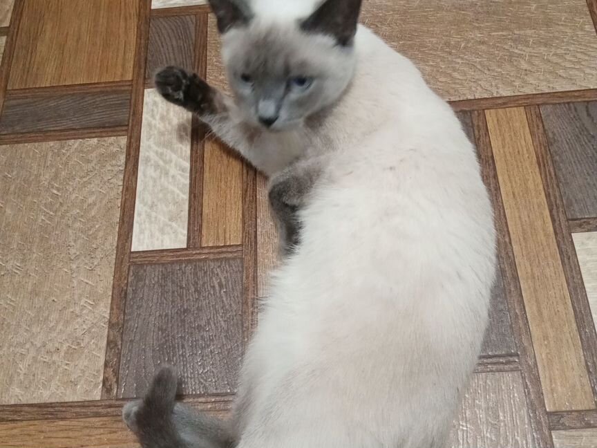 Ищем жениха для вязки