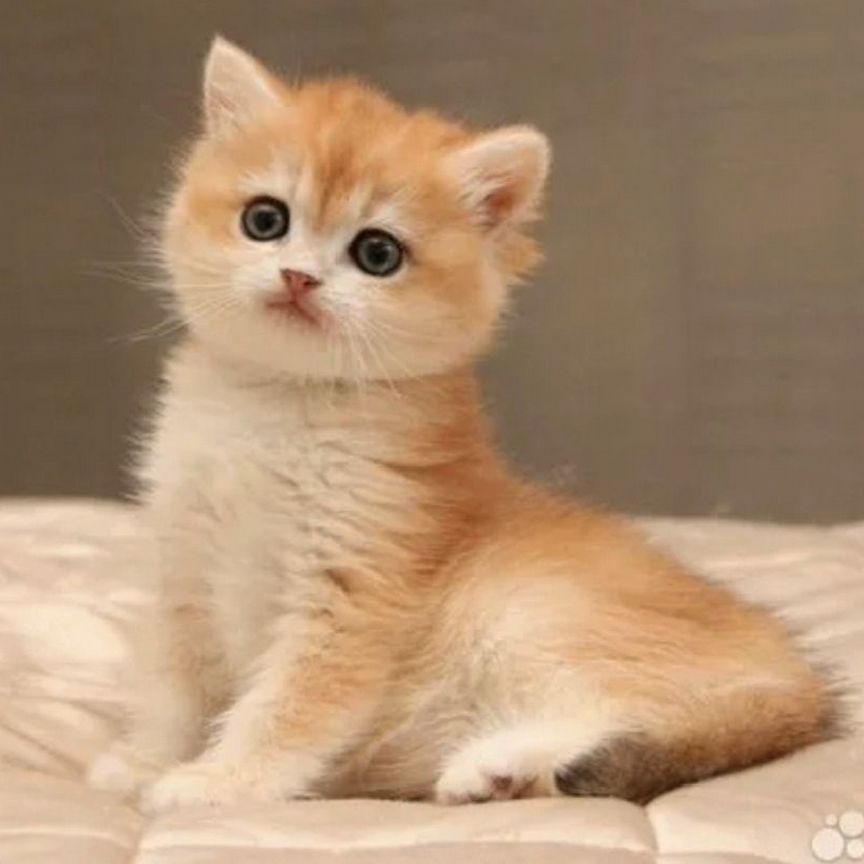 Шотландские яркие золотые шиншиллы котята
