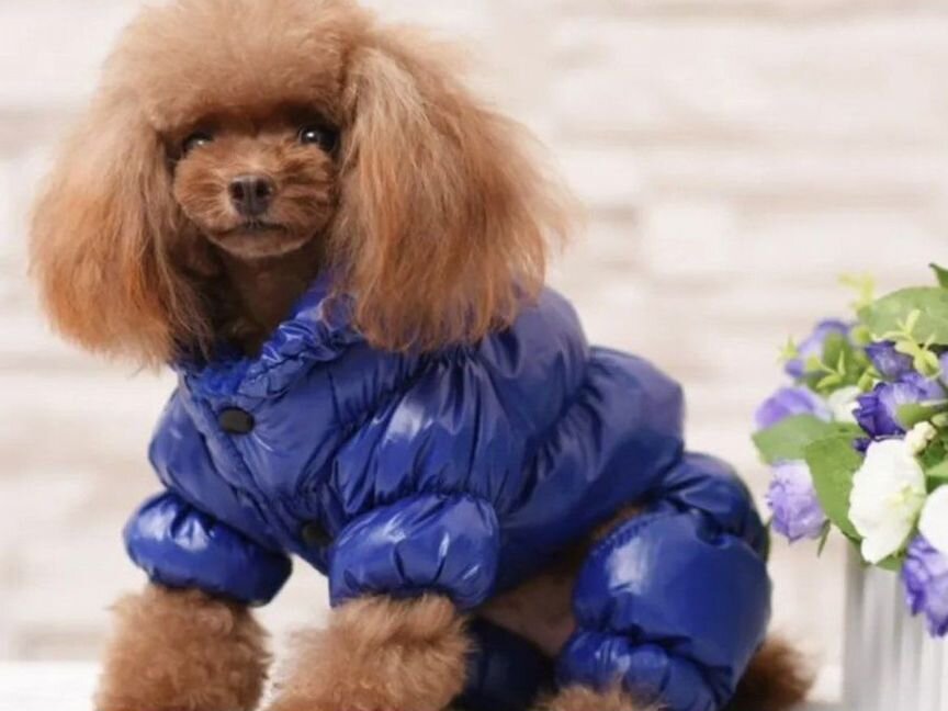 Комбинезон на мини маленькую собаку щенка