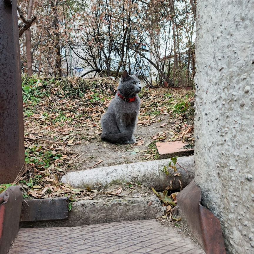 Кот или кошка цвет серый