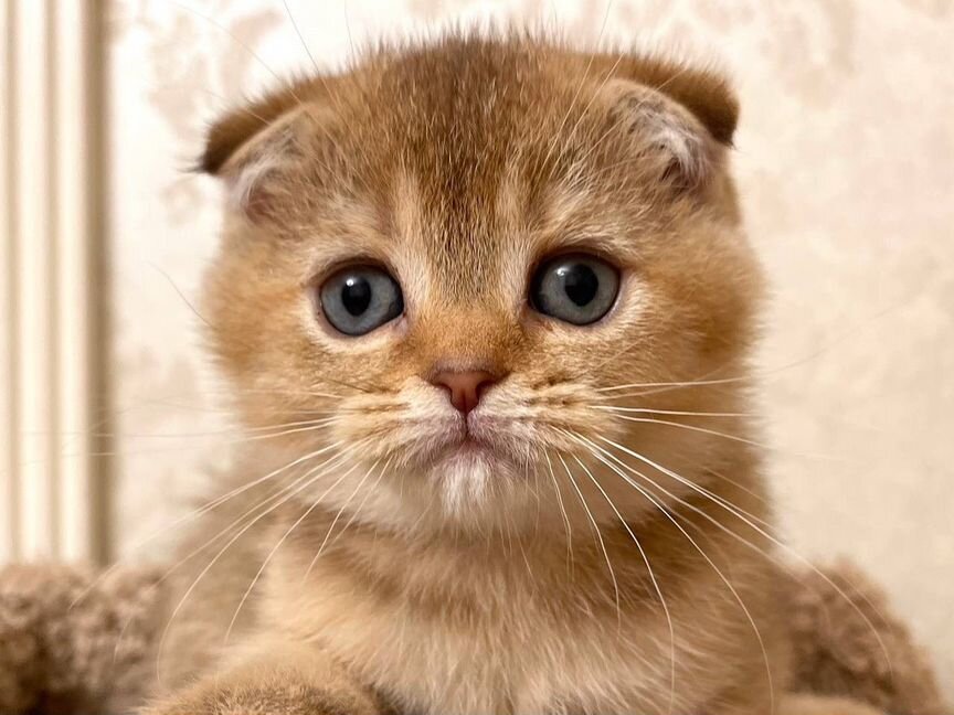 Вислоухий котенок Скоттиш Фолд Золотой