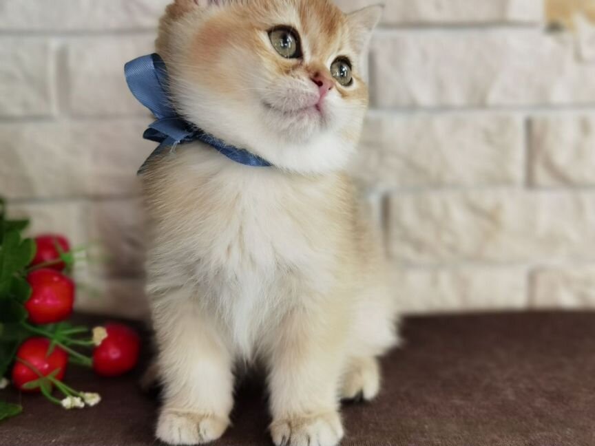 Чёрное британское золото