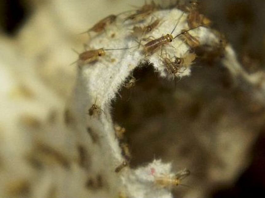 Сверчковая пыль от 0,5 мм