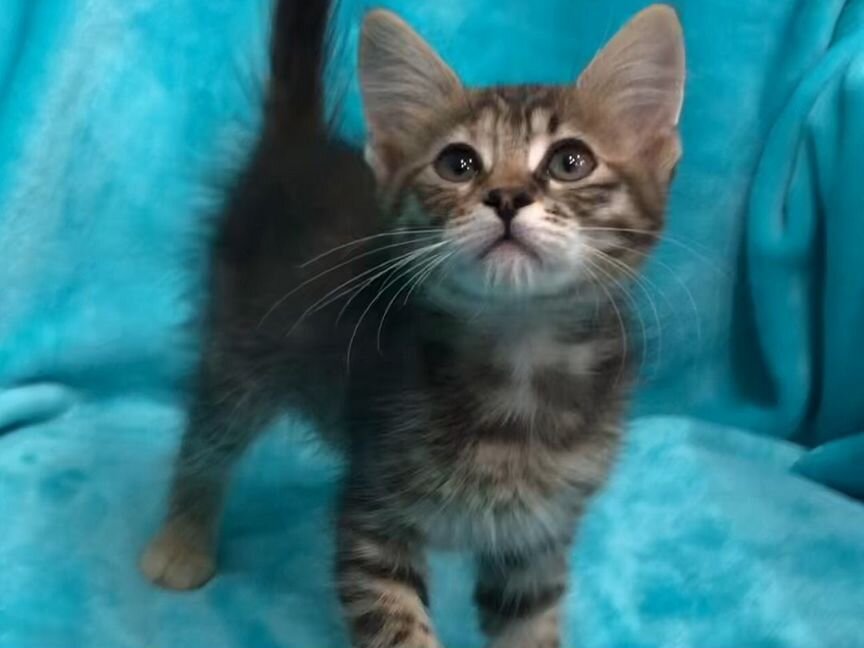 Отдам котенка в добрые руки