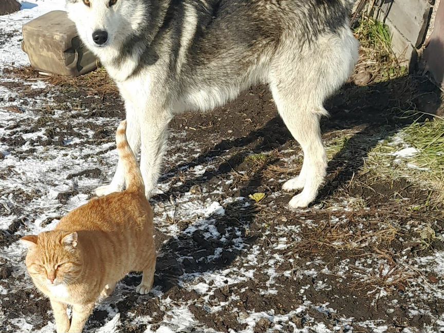 Лайка. Потерян около Новоосиново