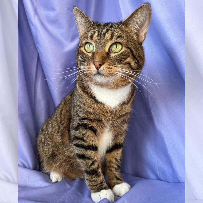 Отдам кота в добрые руки