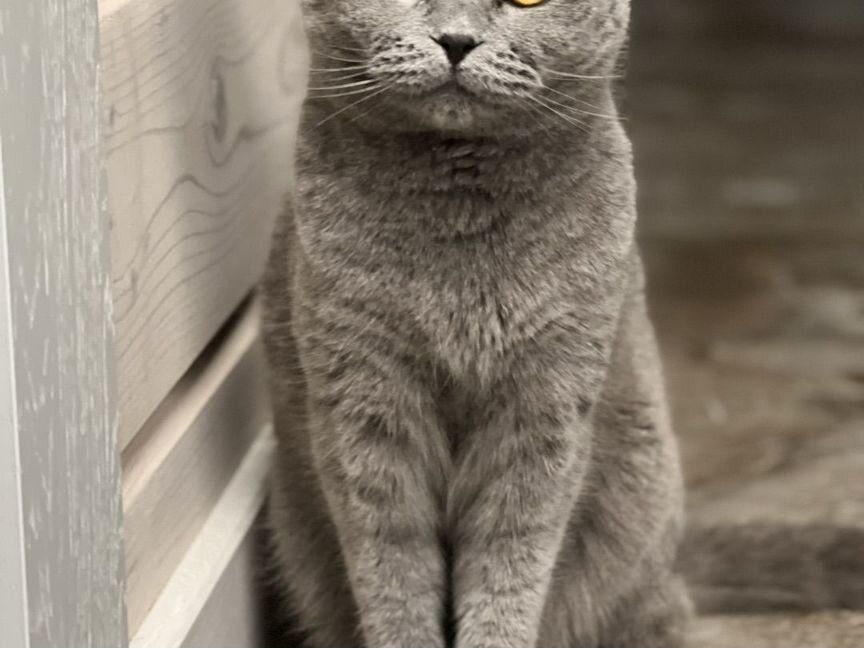 Шотландская вислоухая кошка в добрые руки