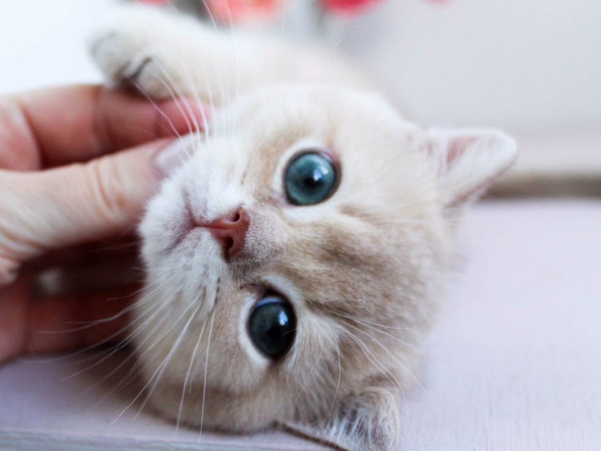 Лиловый золотой котенок cy11
