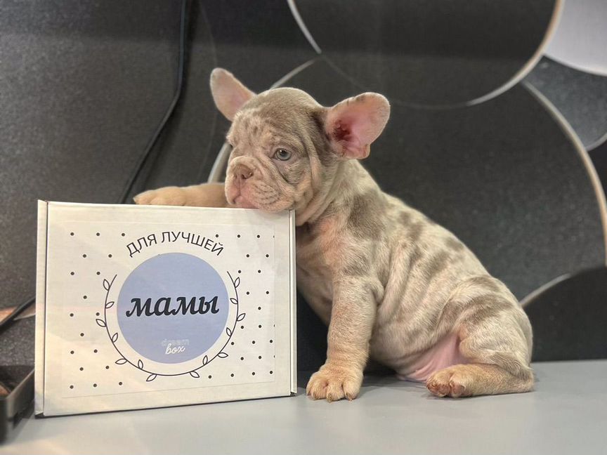 Изабелловый красавчик +л4+Со