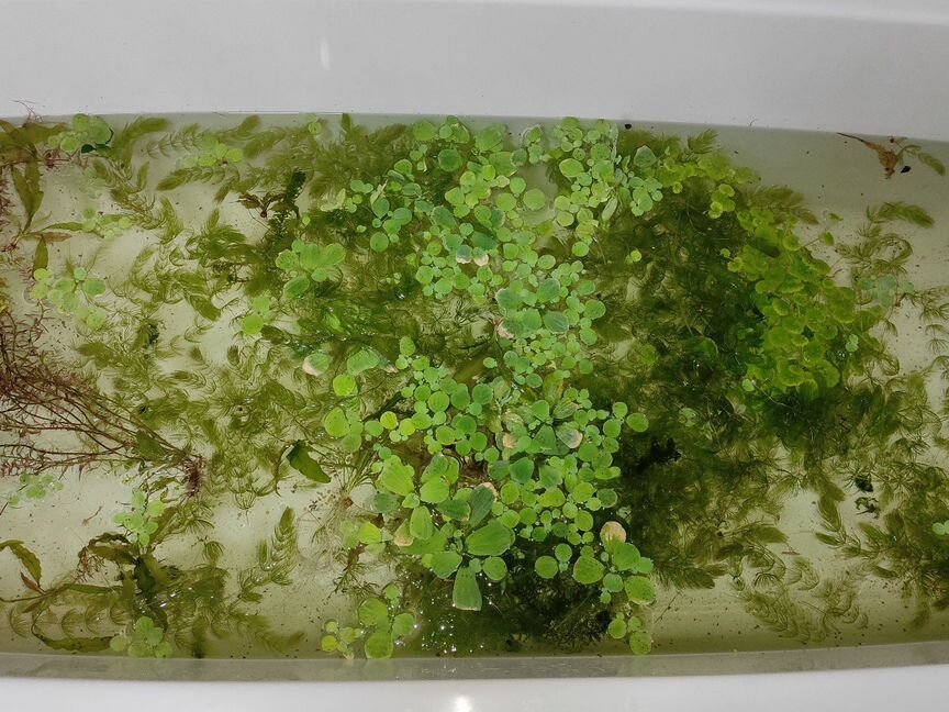 Аквариумные растения