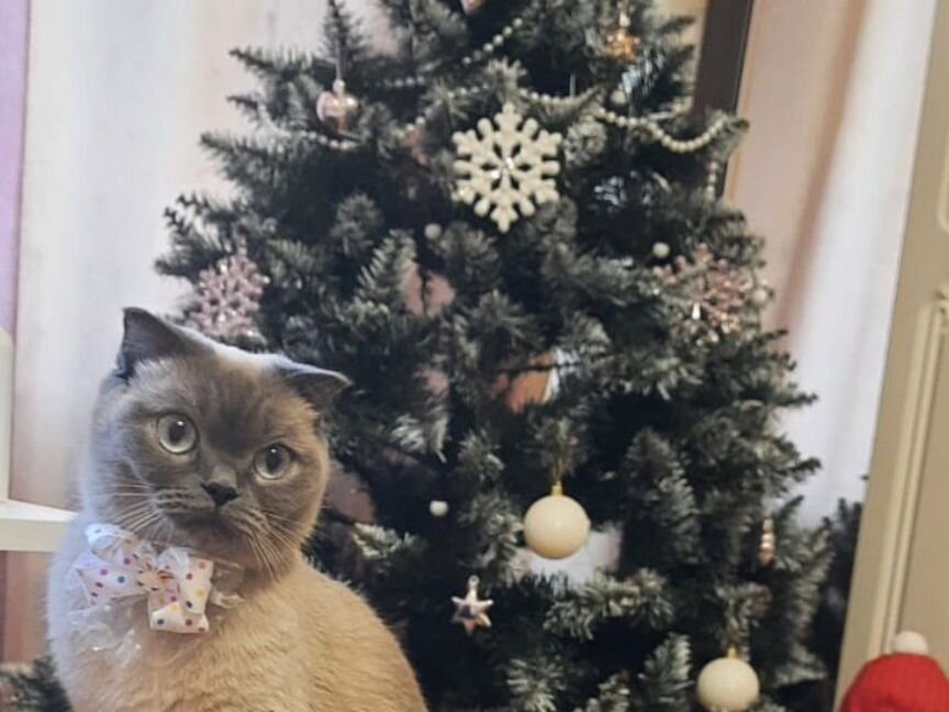 Открыта бронь на чистокровных британских котят