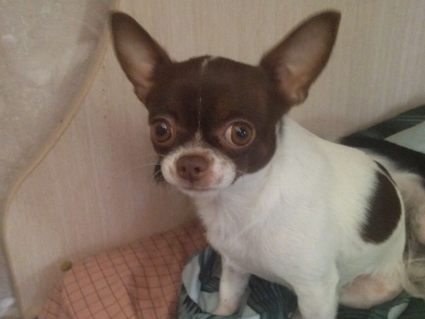 Чихуахуа мини