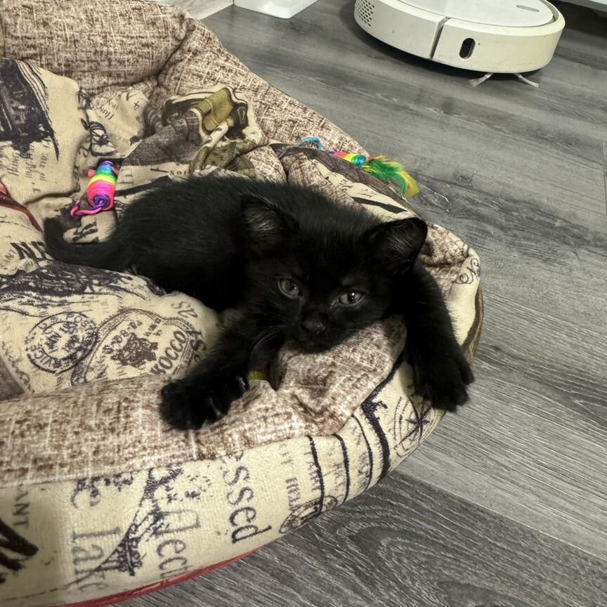 Котеночек ищет дом