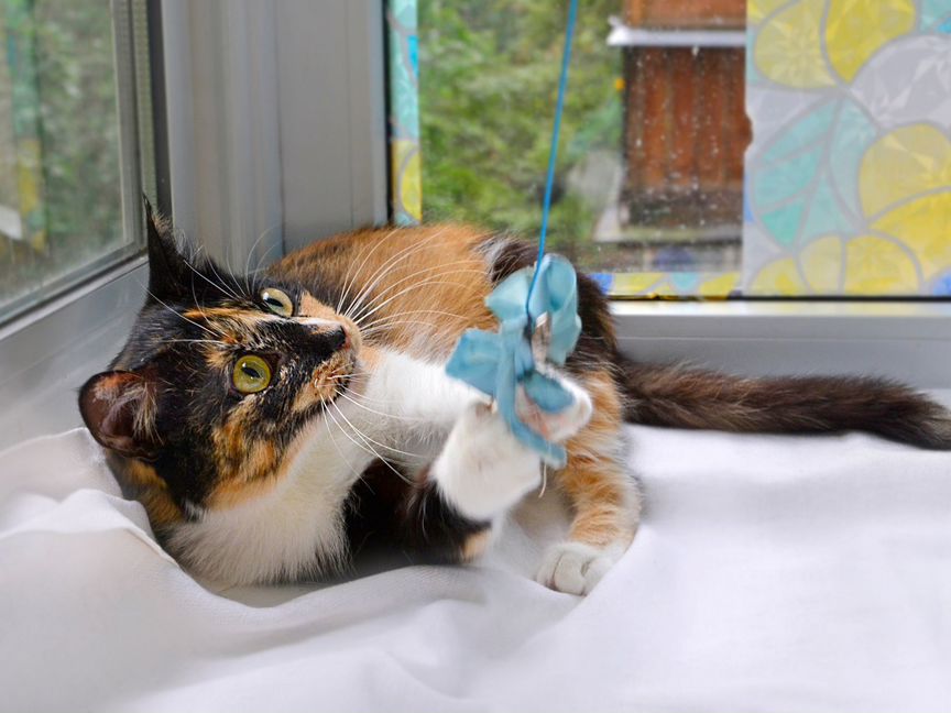 Трехцветная кошечка Лора