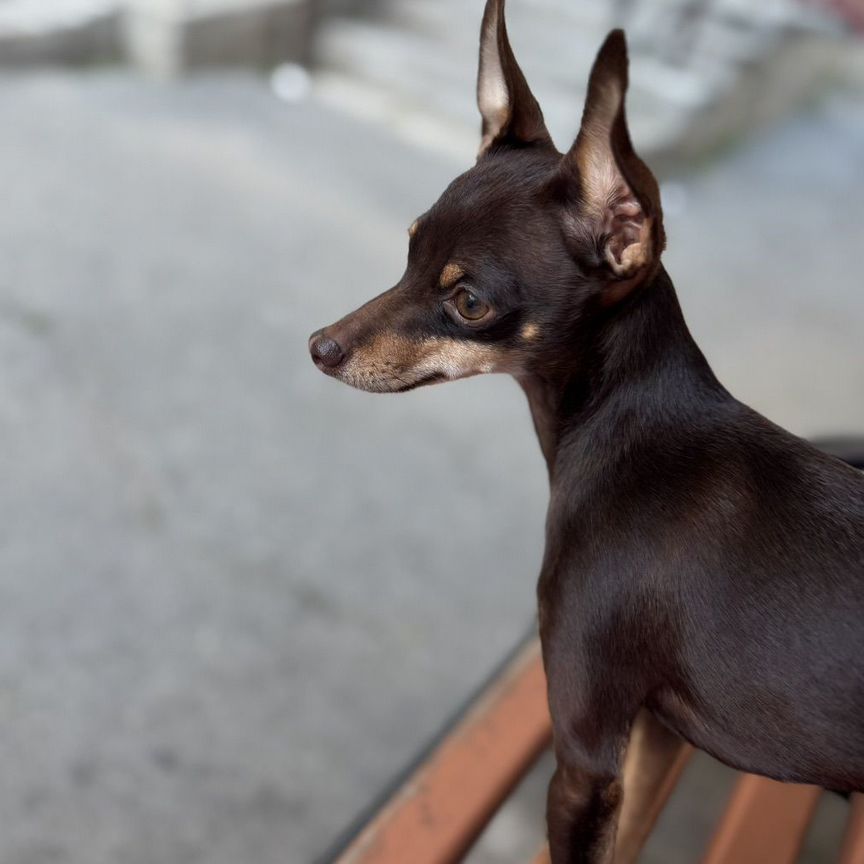 Русский той-терьер, щенок