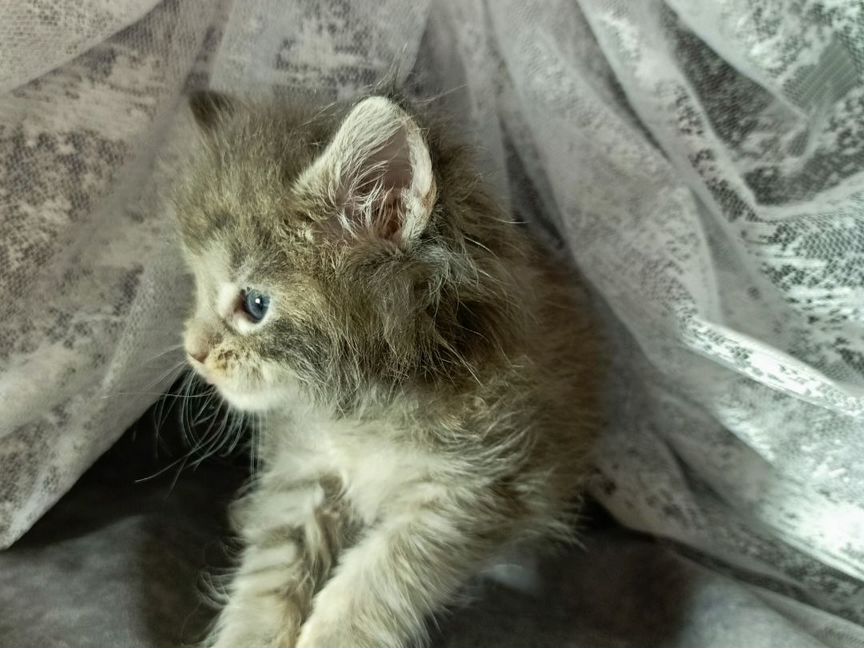 Котята мейн-кун