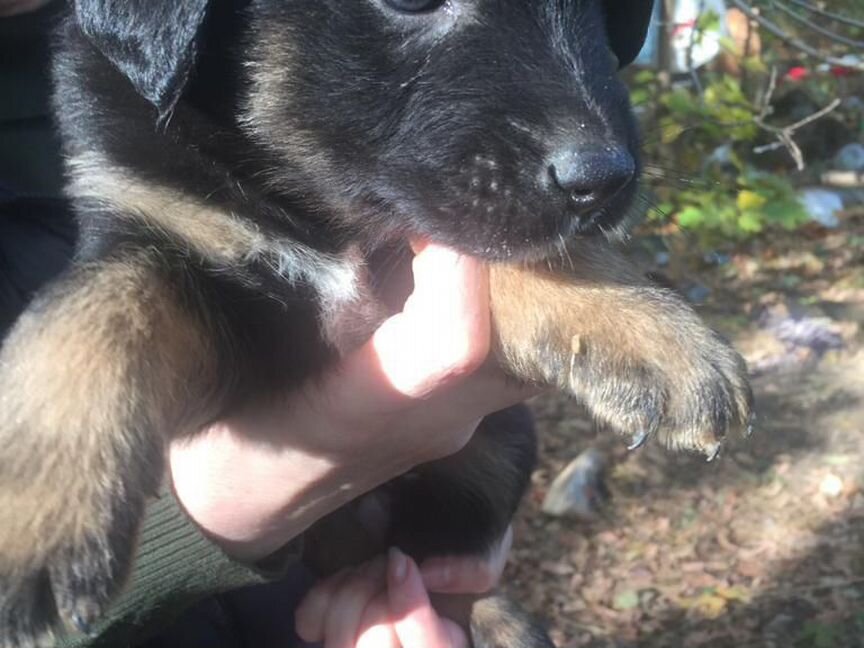 Щенки добрым людям