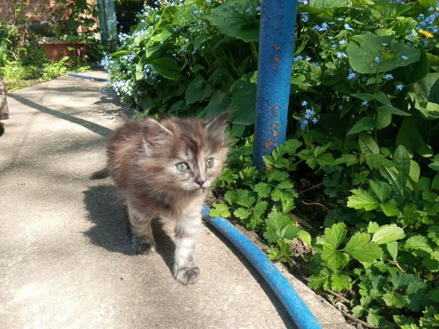 Котенок-девочка