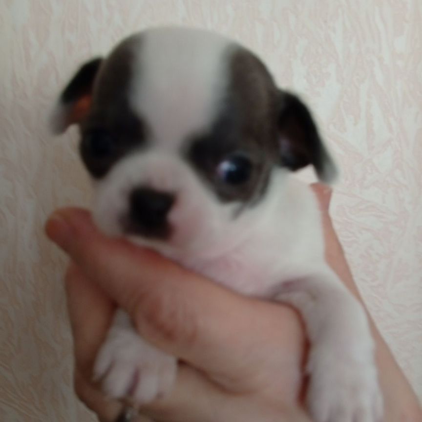 Продаем мальчика чихуахуа