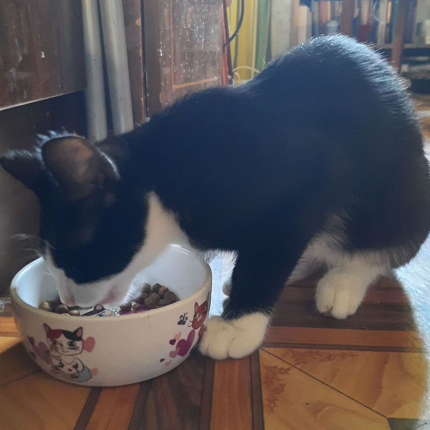 Черный котенок мальчик