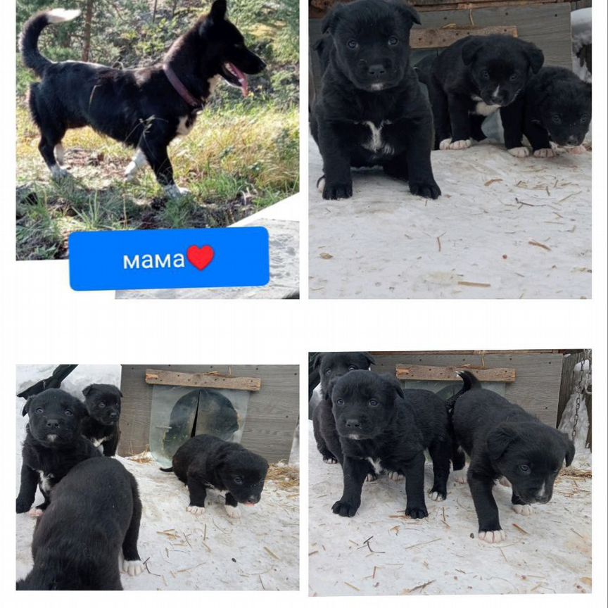 Щенок в добрые руки