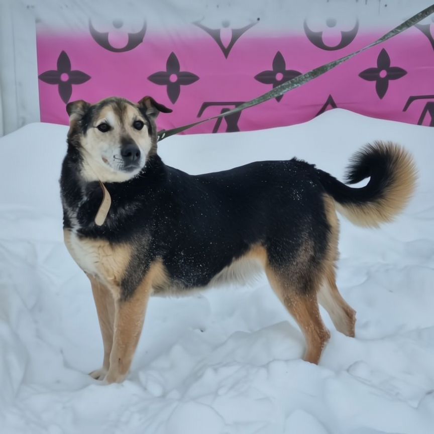 Взрослый пёс в добрые руки