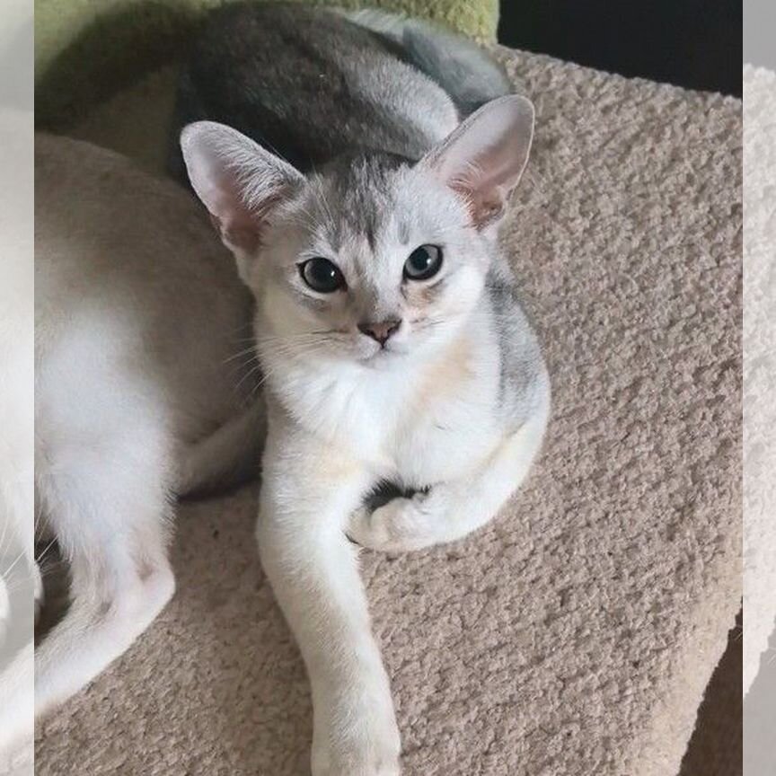 Абиссинский котёнок