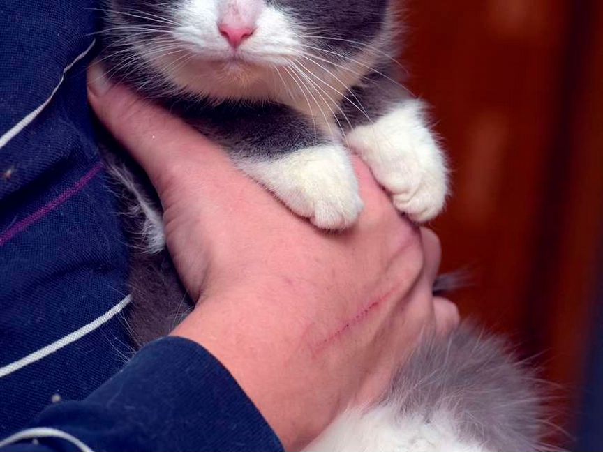 Кот Дым 9 мес