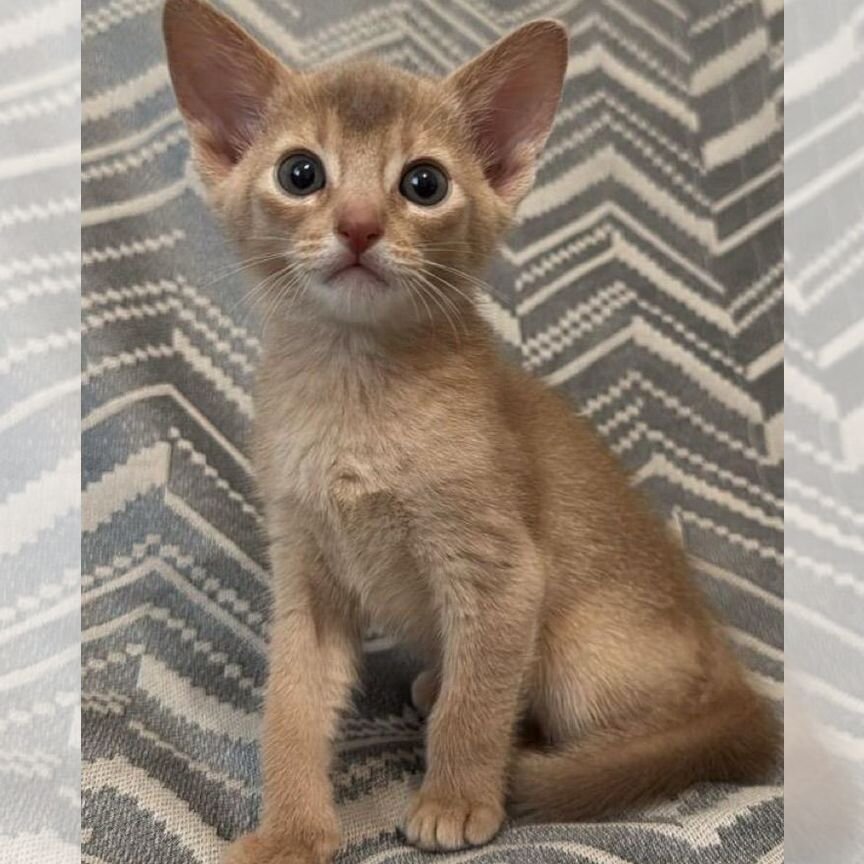 Абиссинский котёнок