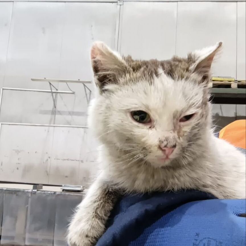 Котёнок мальчик в добрые ручки