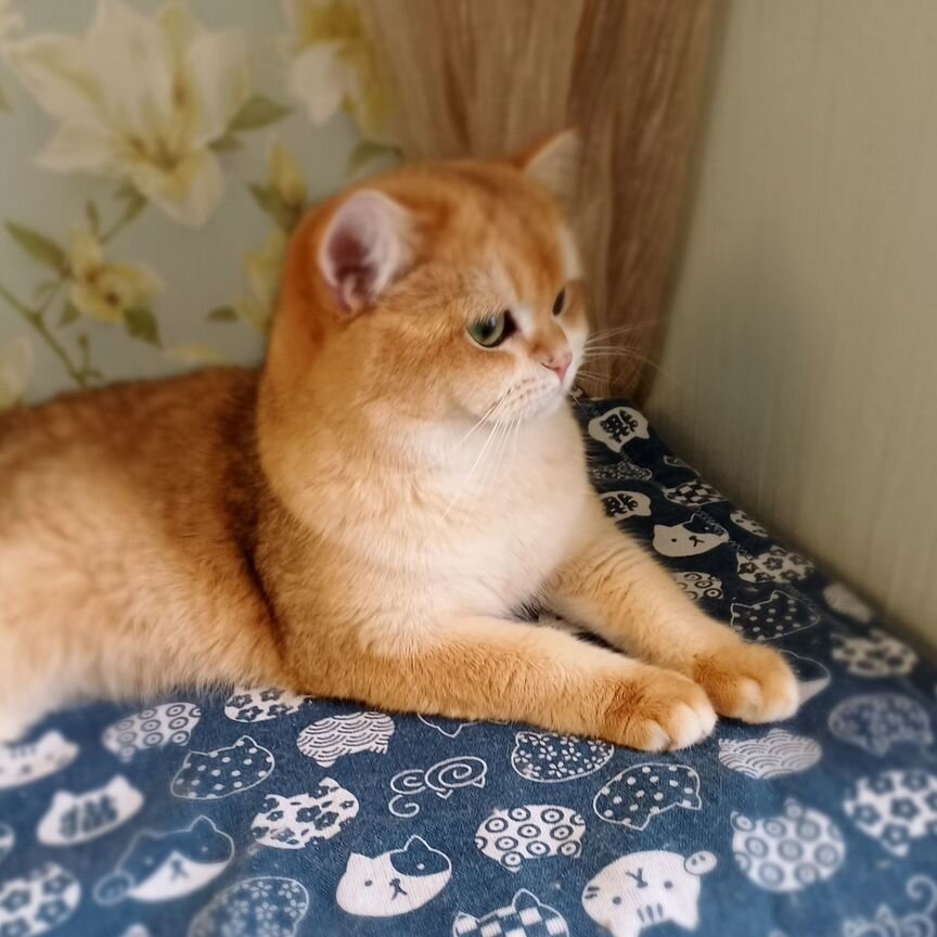 Британская короткошёрстная кошка, вязка