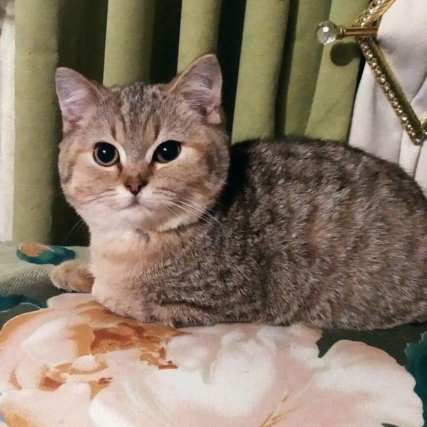 Шиншилла пу11, а11, котята британчики