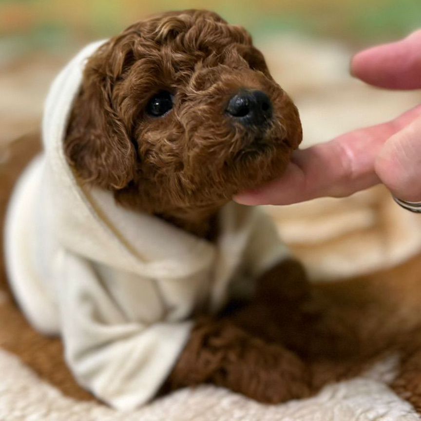 Той-пудель, щенок