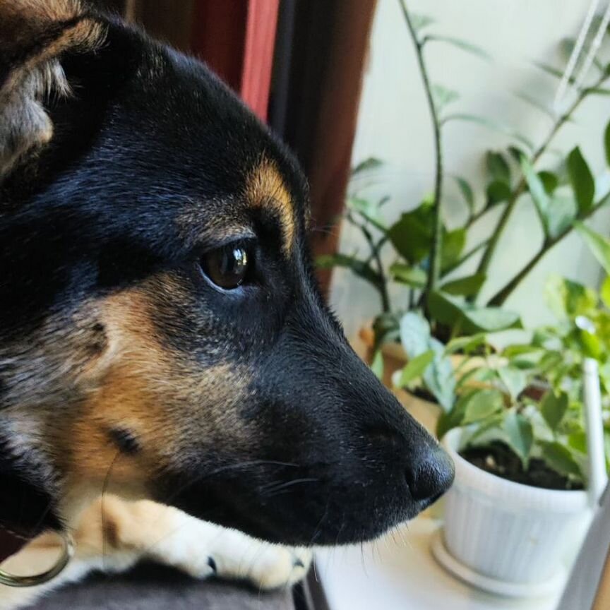 Отдам собаку в добрые руки