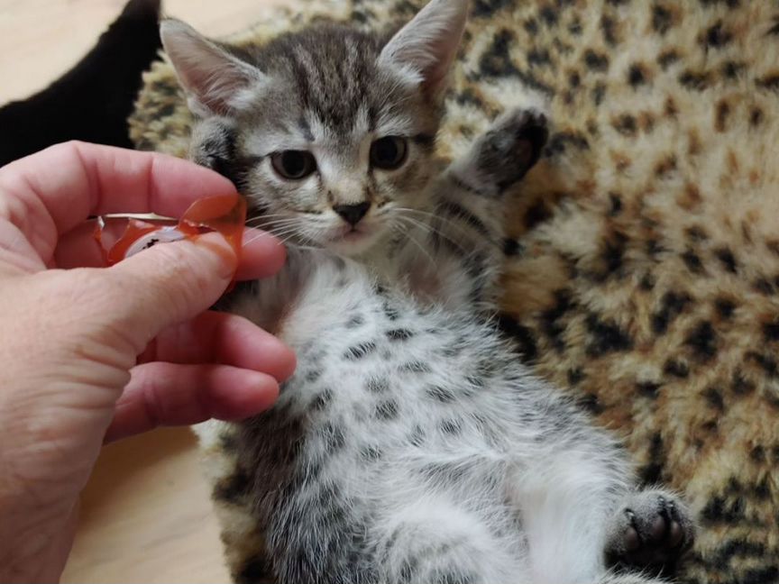 Котята в добрые руки бесплатно