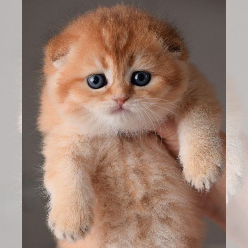 Шотландский вислоухий короткошёрстный котёнок