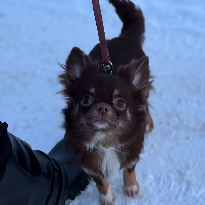 Чихуахуа, взрослый пёс