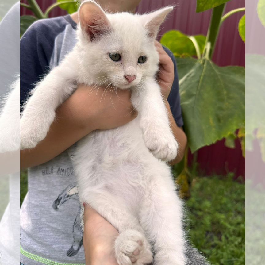 Кот