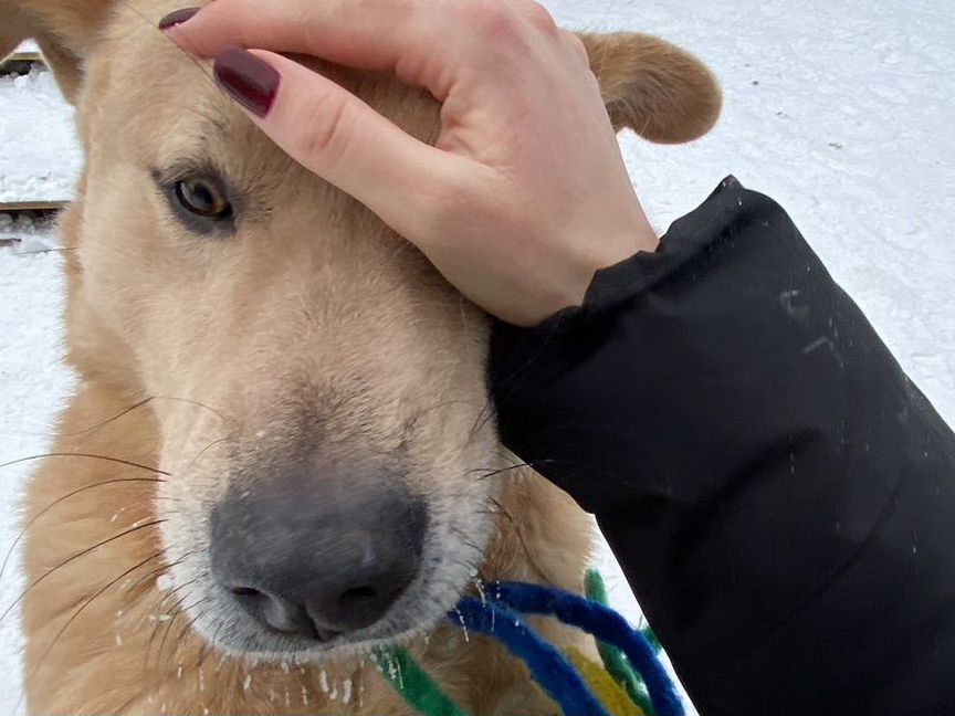 Собачки из приюта ждут вас в гости на прогулку