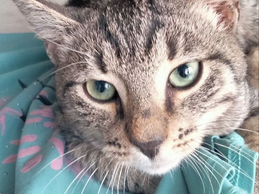 Котенок