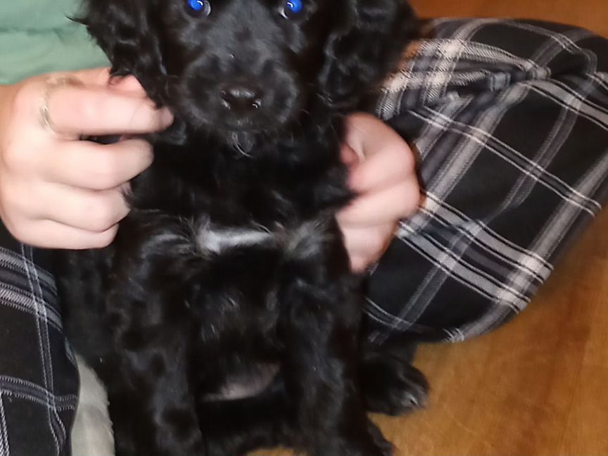 Английский кокер спаниель