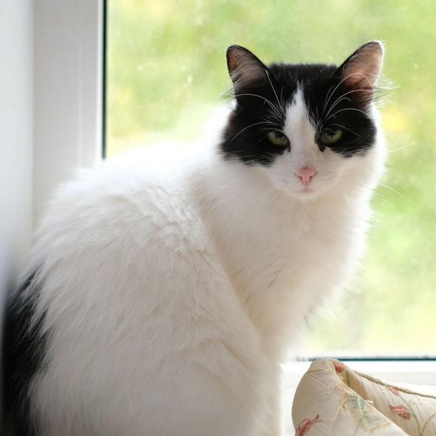 Бетти из приюта ищет семью