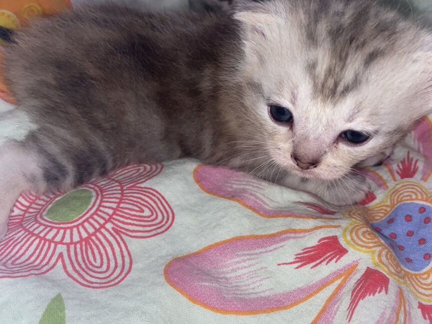 Шотландские вислоухие котята