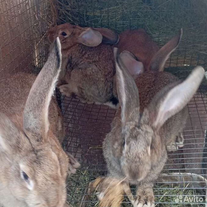 Кролики мясной породы, Серый Великан