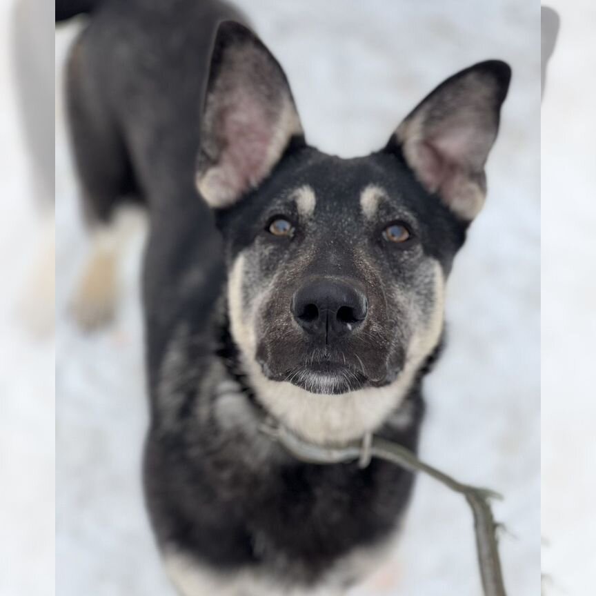 Метис овчарки